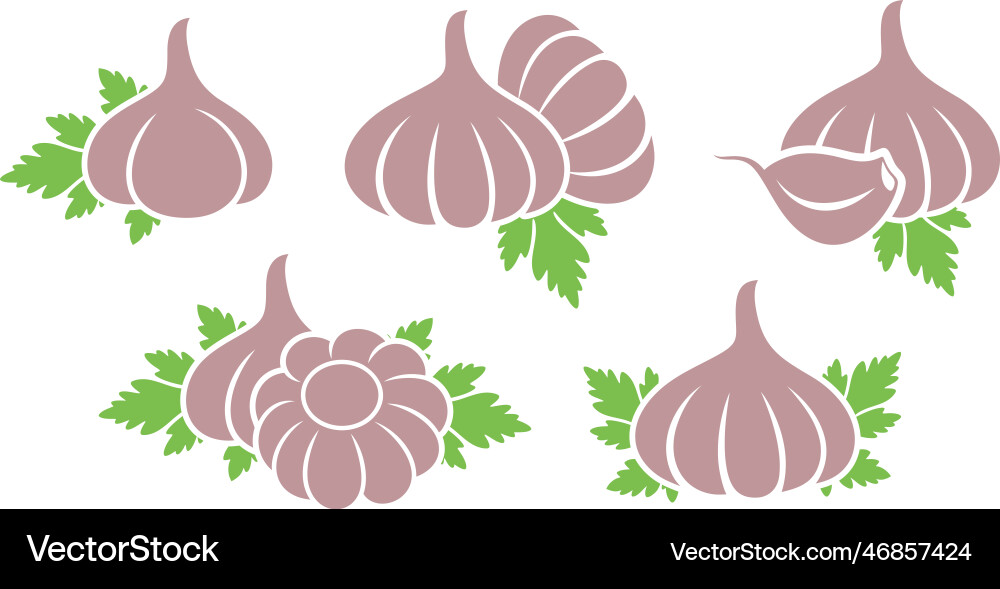 Garlic Royalty Free Vector Image - VectorStock