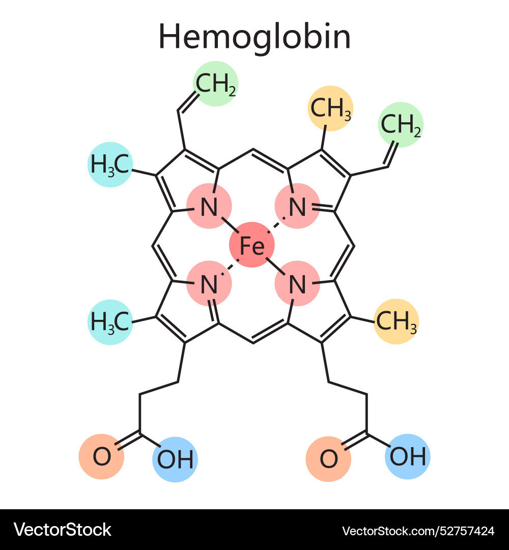 Hemoglobin molecular structure diagram medical Vector Image