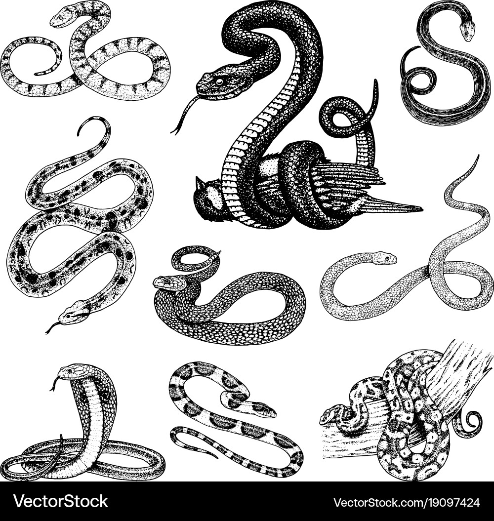 Set Viper Schlange Schlange Schlange Kobra und Python