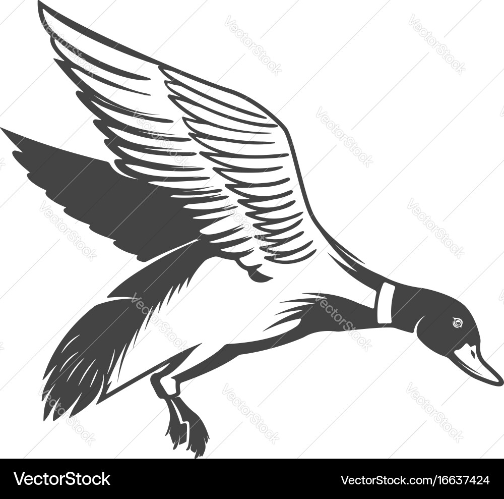 Wild duck icon isolated on white background Vector Image