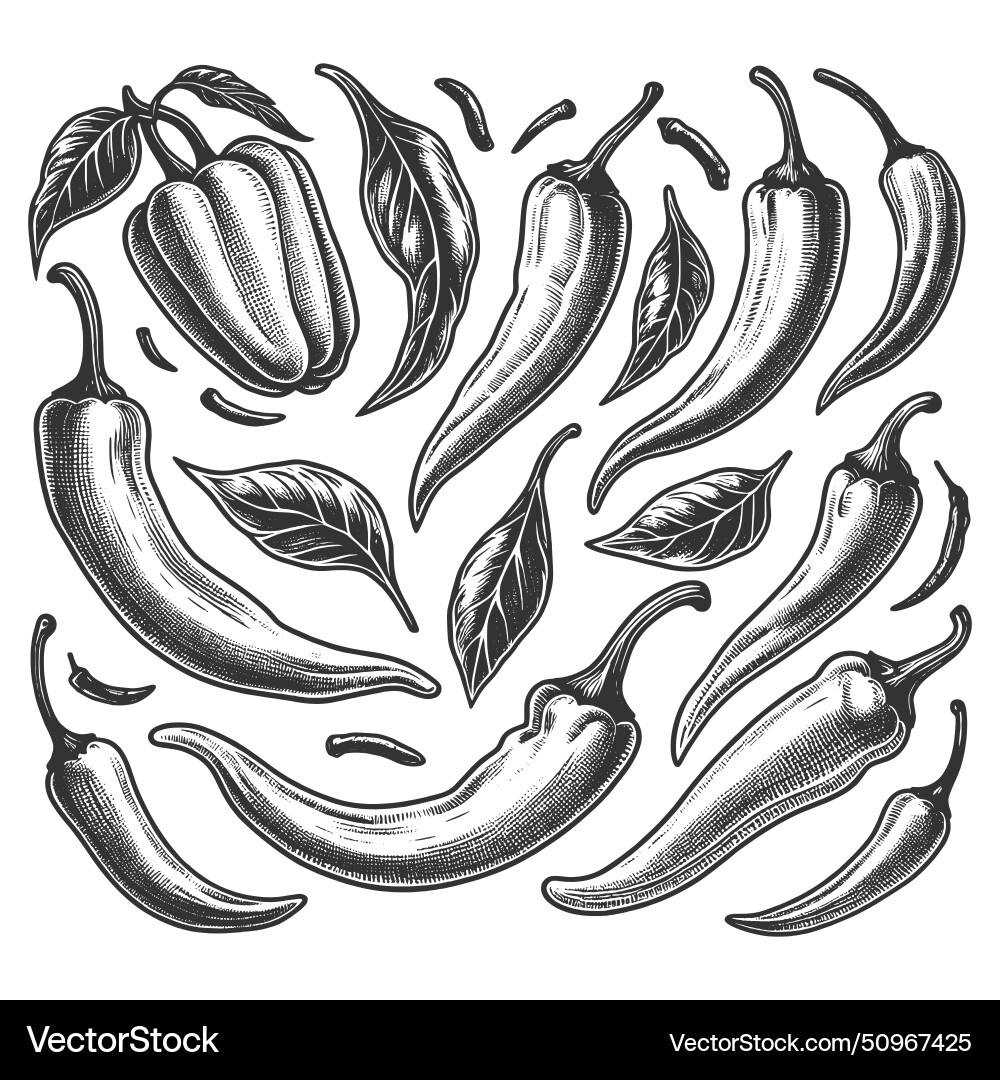 Chili Black and White Vector Images (over 16,000)