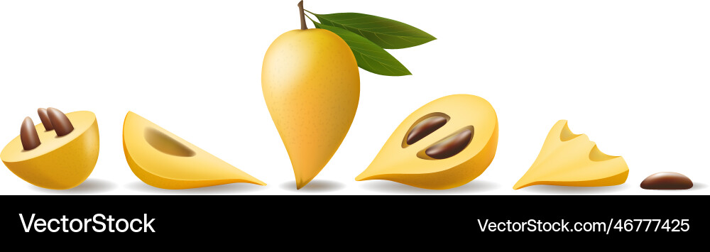 Eggfruit realistic isolated Royalty Free Vector Image