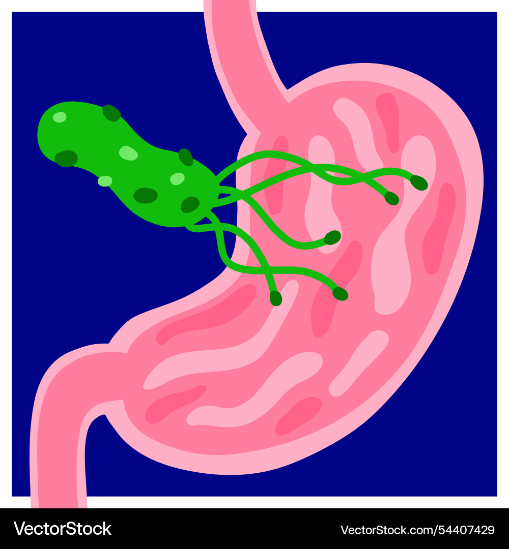 Helicobacter pylori cartoon stomach bacteria – Royalty-Free Vector ...