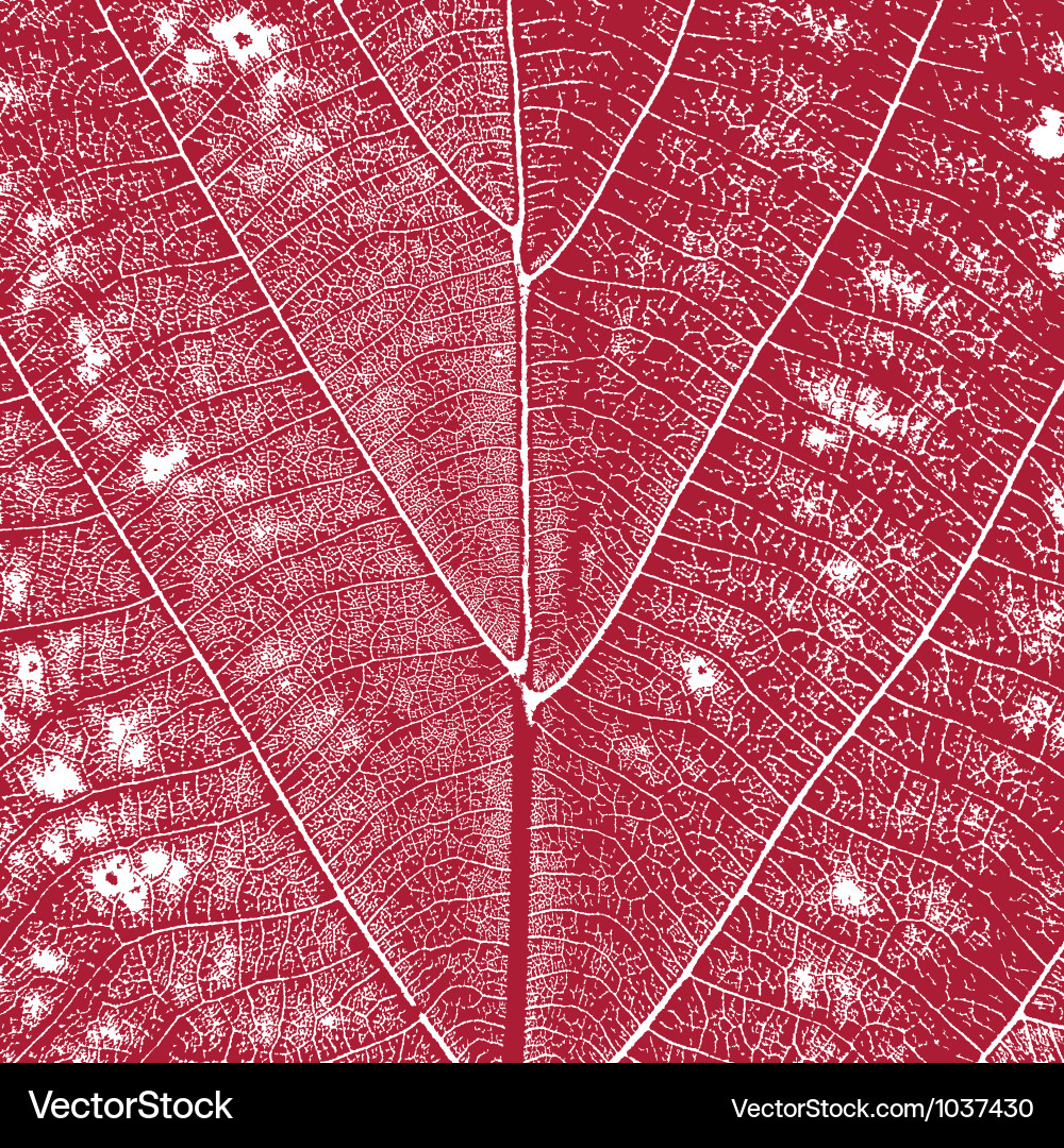 Detailed Red Leaf Texture Royalty Free Vector Image