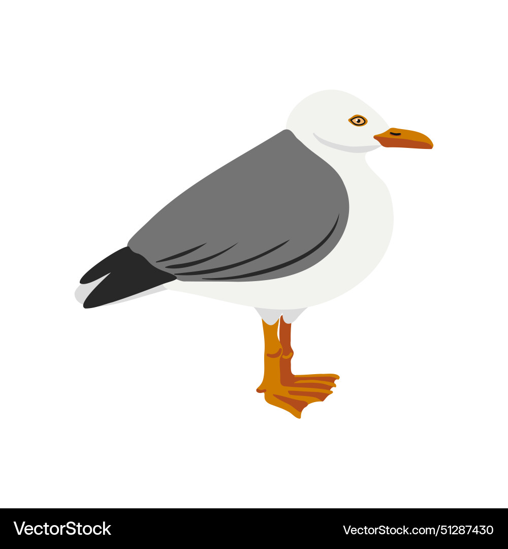Drawing bird herring gull Royalty Free Vector Image