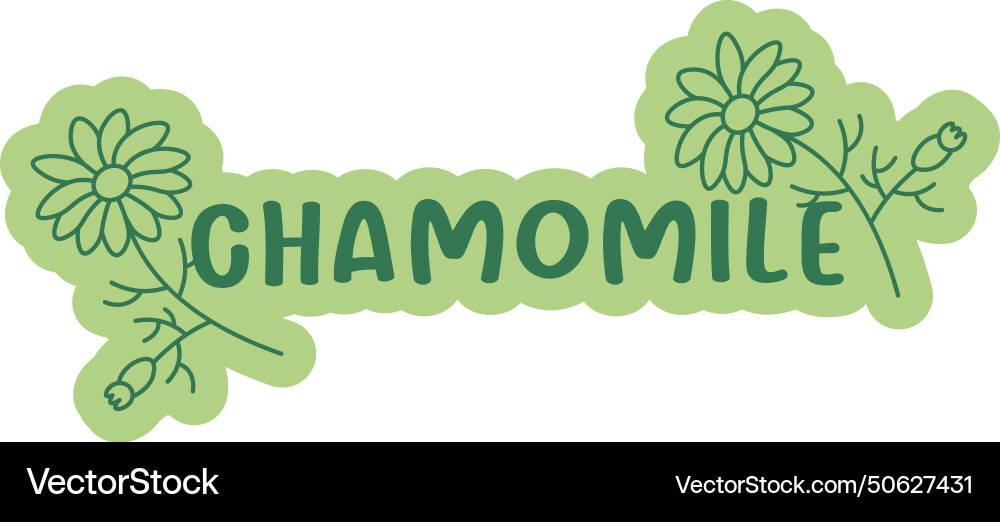 Chamomile flower graphic design Royalty Free Vector Image