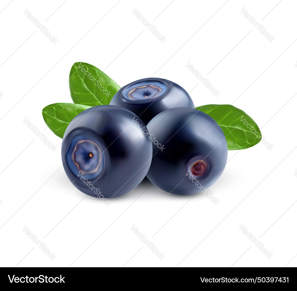 Realistic ripe blueberry isolated raw blue berry Vector Image