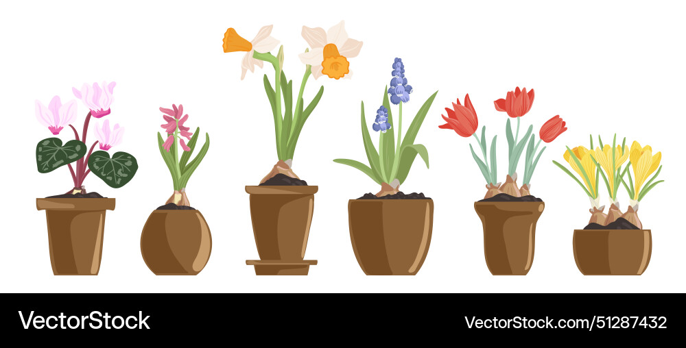 Drawing bulbous plants in pots Royalty Free Vector Image