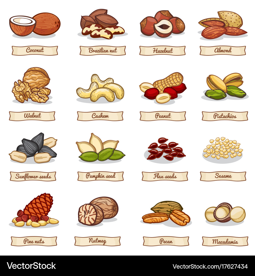 Colorful Nut and Seed Variety Royalty Free Vector Image