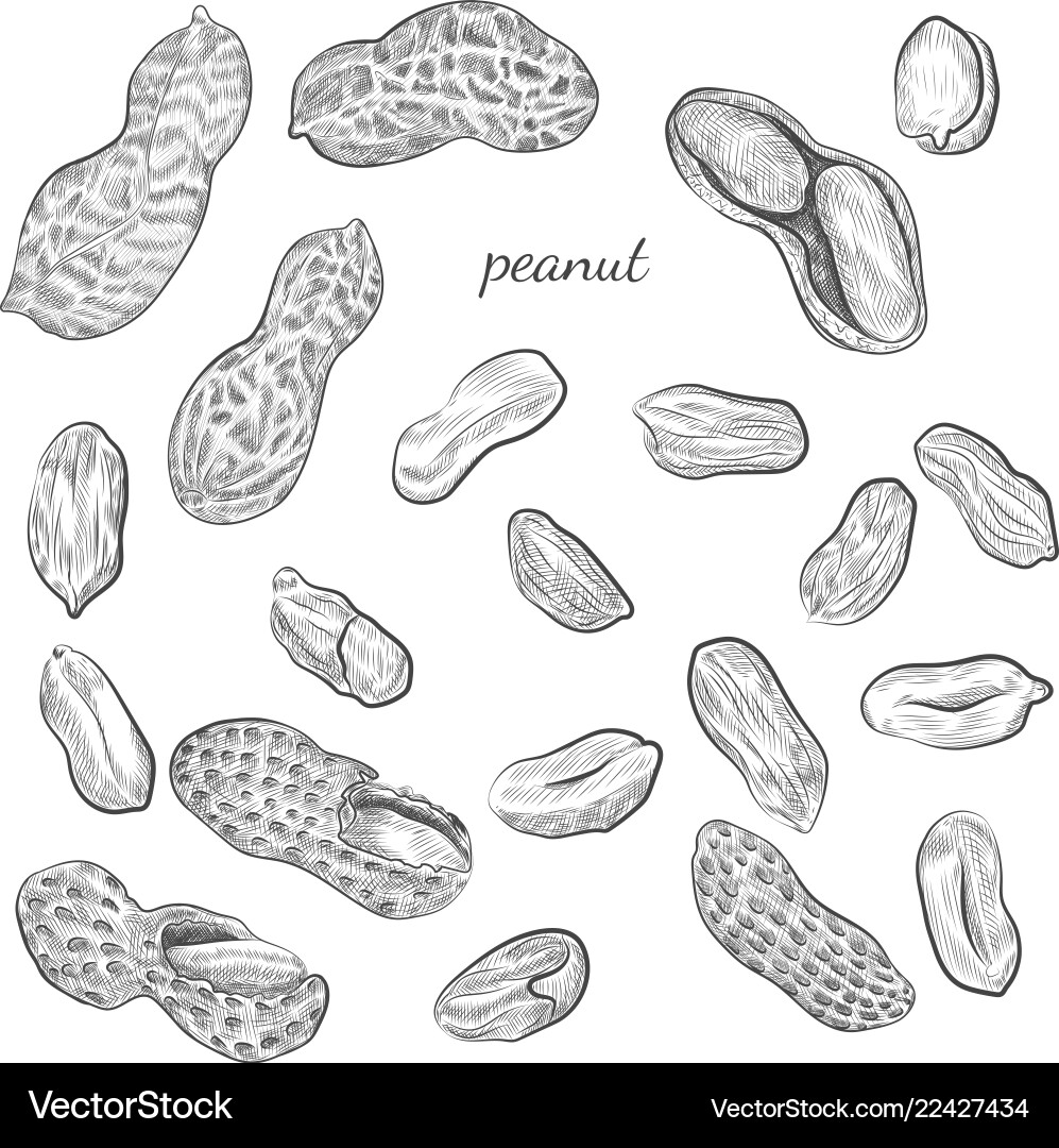 Peanut hand drawn Royalty Free Vector Image - VectorStock