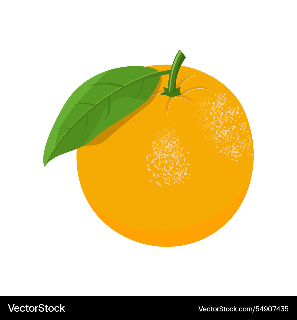 Orange fruit Royalty Free Vector Image - VectorStock