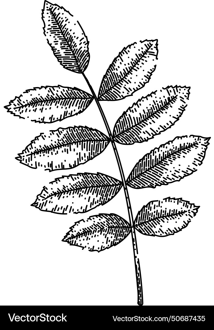 Rowan autumn leaf sketch hand drawn Royalty Free Vector