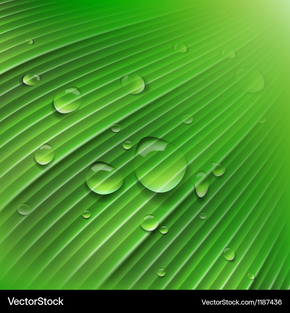 Green leaf with drops of water Royalty Free Vector Image