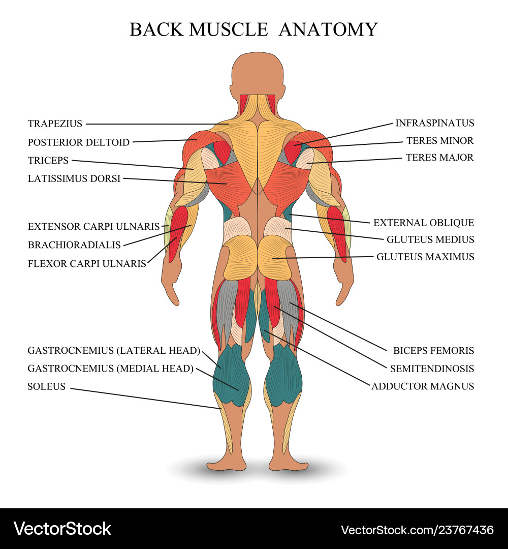 Muscle anatomy2 Royalty Free Vector Image - VectorStock