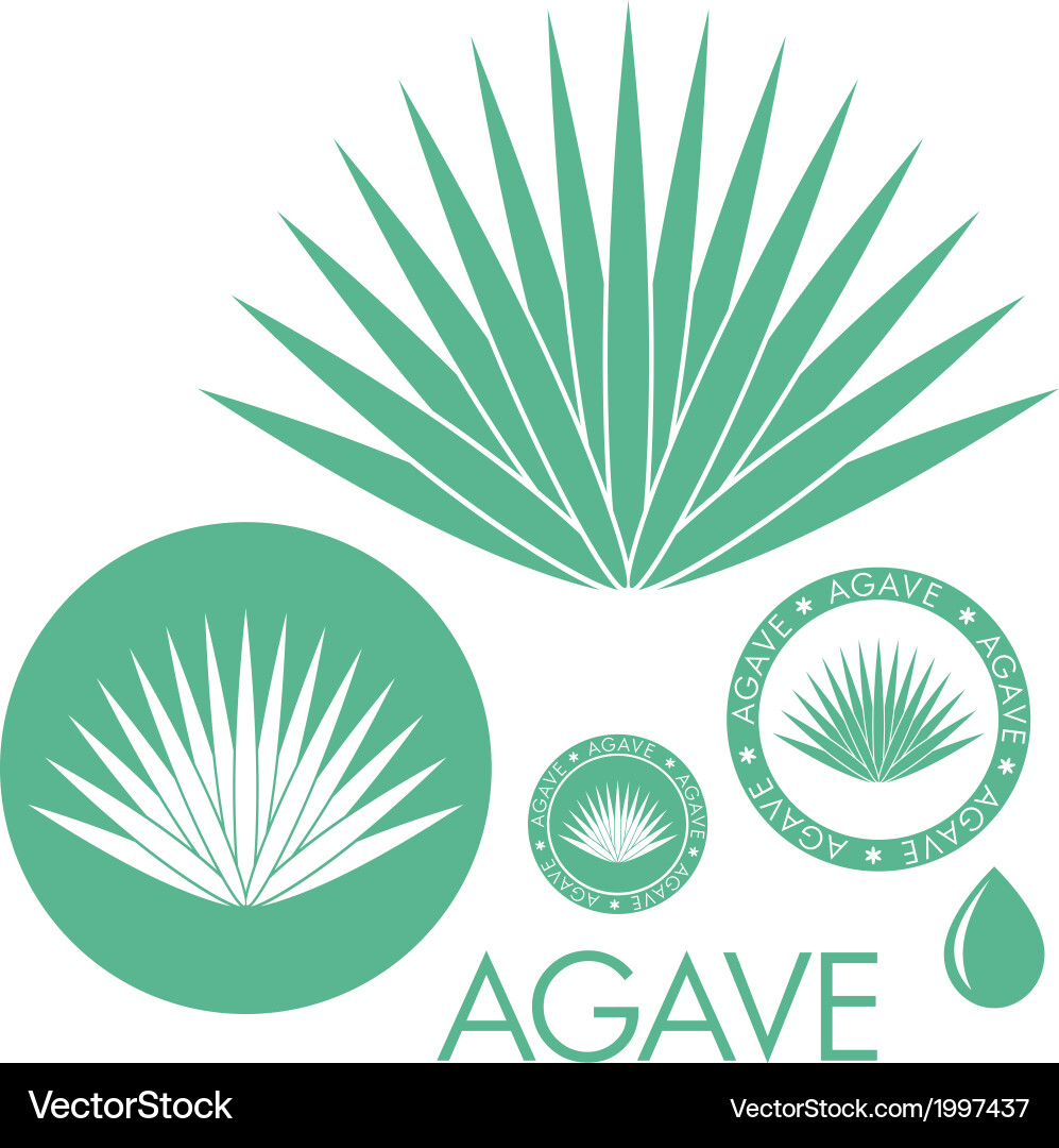 Agave Plant Royalty Free Vector Image - VectorStock