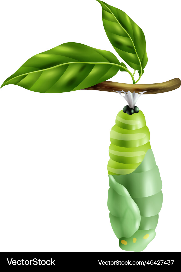 Butterfly life cycle stage Royalty Free Vector Image