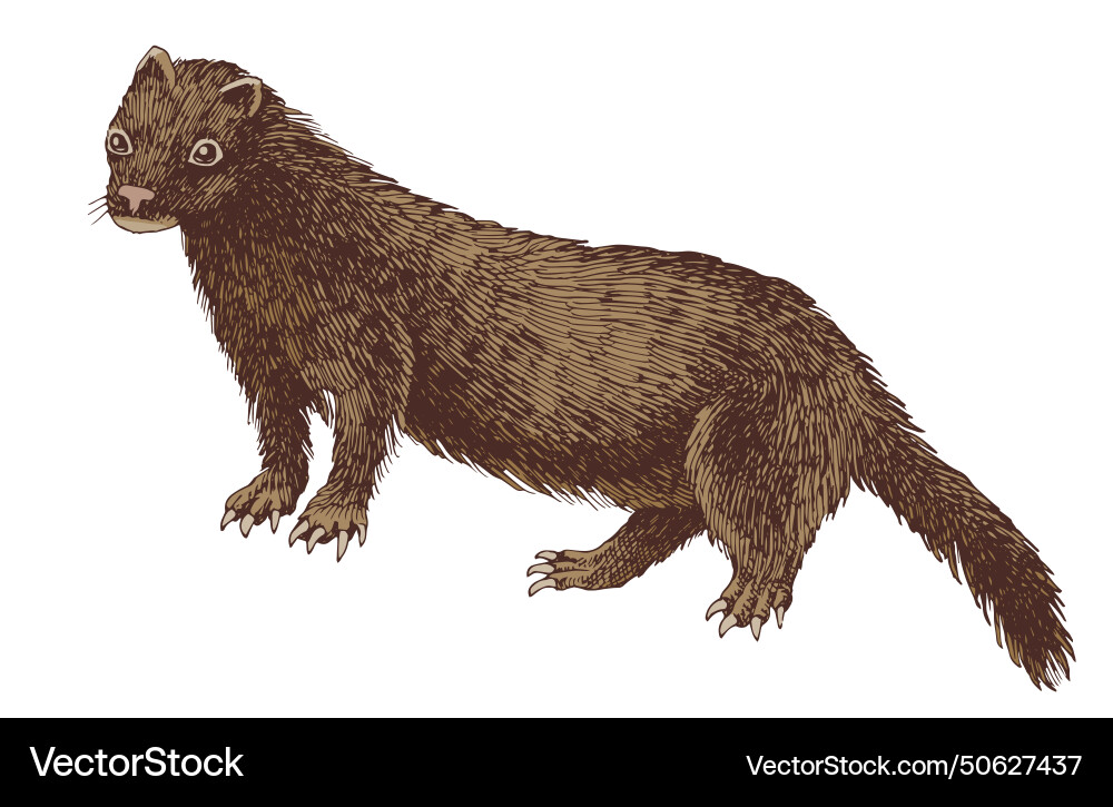 Sea mink extinct animal sketch Royalty Free Vector Image