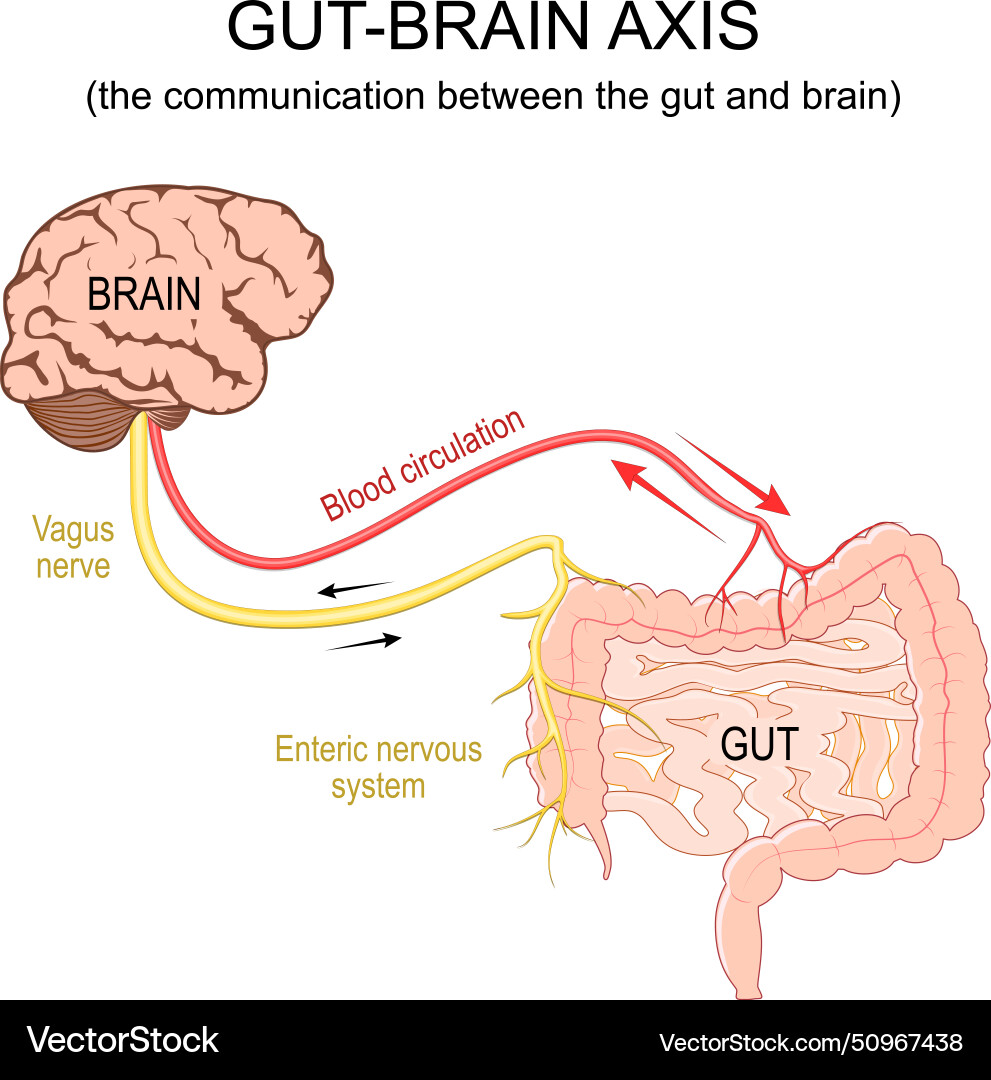 Gut-brain axis blood circulation vagus nerve Vector Image
