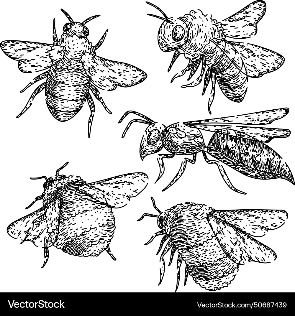 Bee set sketch hand drawn Royalty Free Vector Image