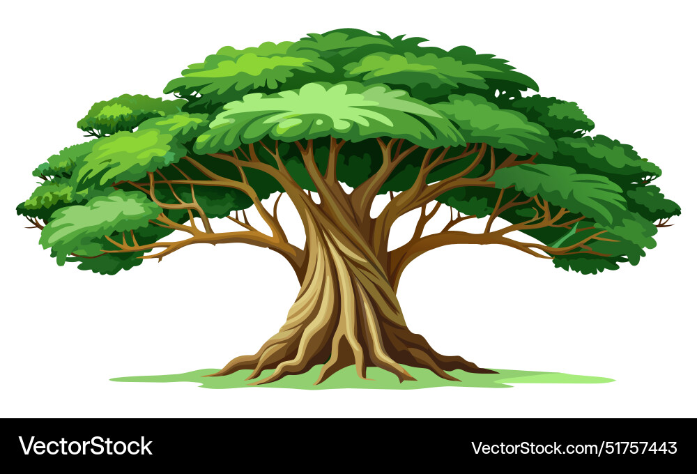 Banyan tree isolated flat on white background Vector Image