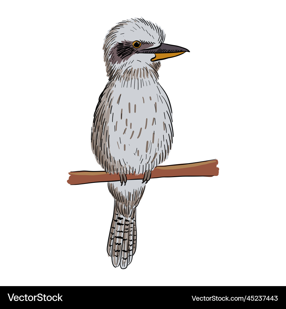 Drawing bird laughing kookaburra Royalty Free Vector Image