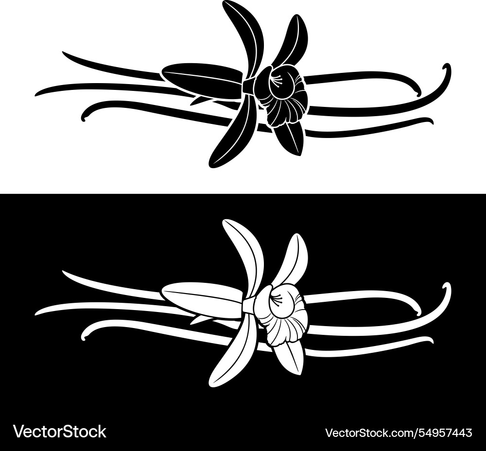 Vanilla Royalty Free Vector Image - VectorStock