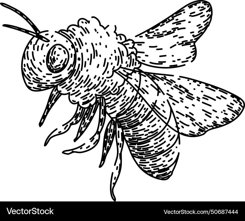 Honey bee sketch hand drawn Royalty Free Vector Image