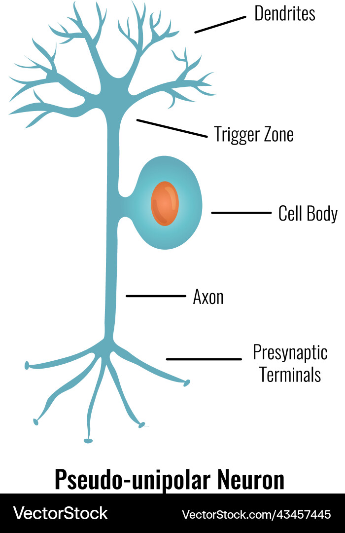 Unipolar Neuron Vs Pseudounipolar TYPES OF NEURON : UNIPOLAR,