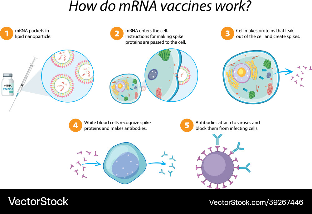 How mrna vaccines work diagram Royalty Free Vector Image
