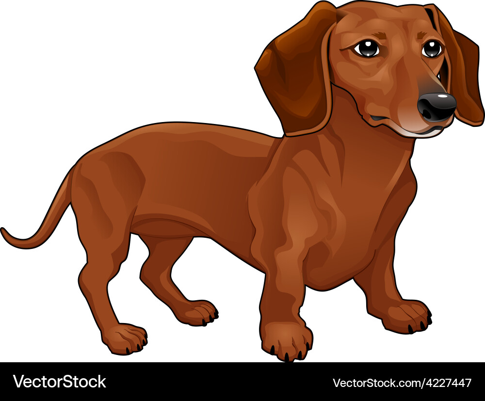 Dachshund Royalty Free Vector Image - VectorStock