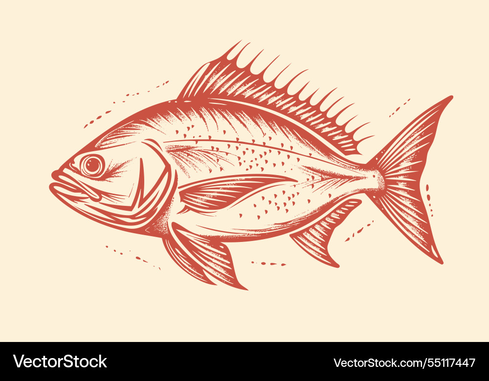 Dorado fish Royalty Free Vector Image - VectorStock