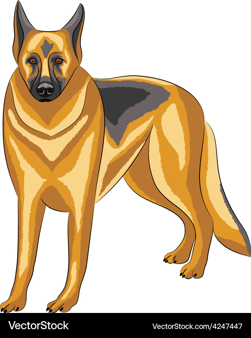 Shepherd b Royalty Free Vector Image - VectorStock