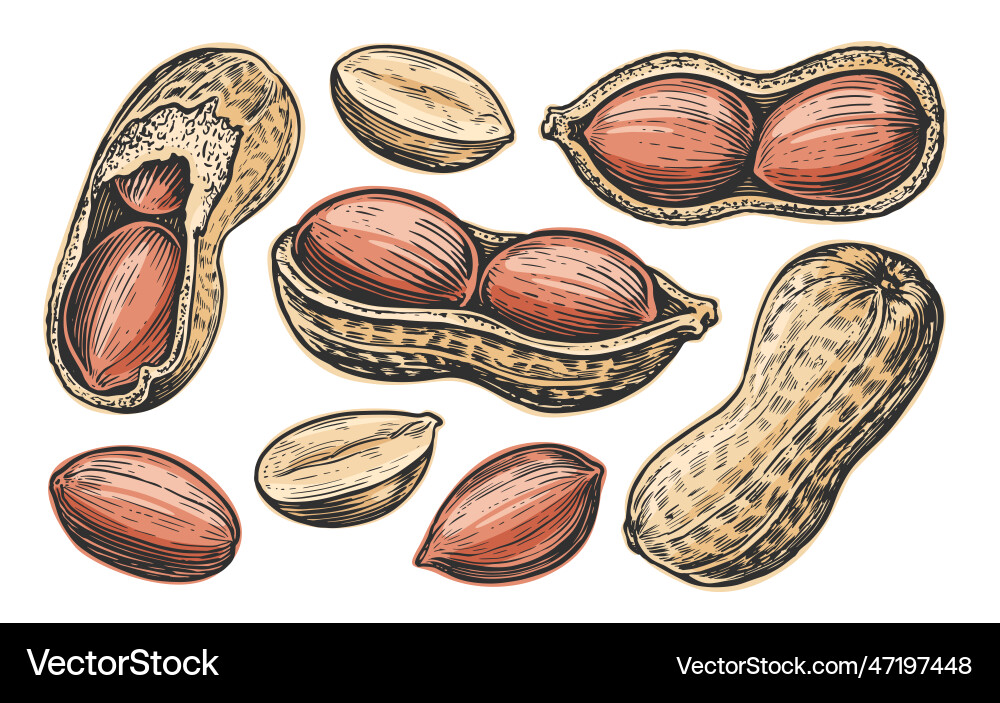Peanut set isolated groundnuts hand drawn Vector Image