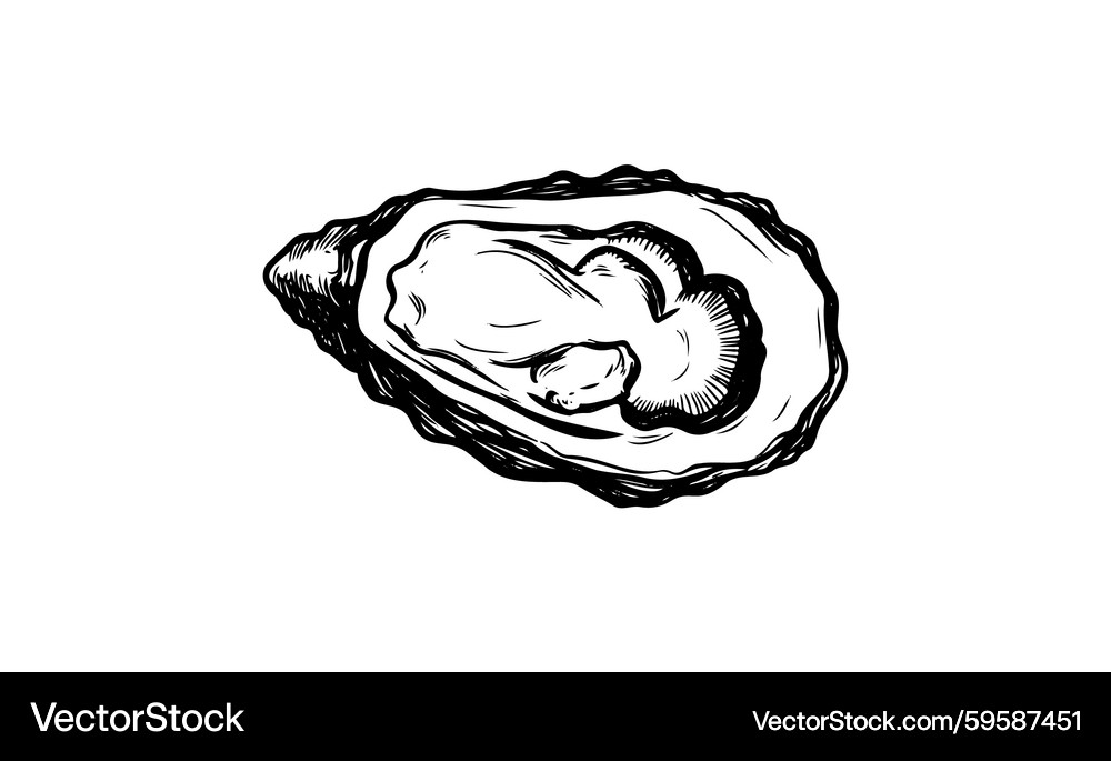 Retro Black & White Oyster Sketch – Royalty-Free Vector | VectorStock