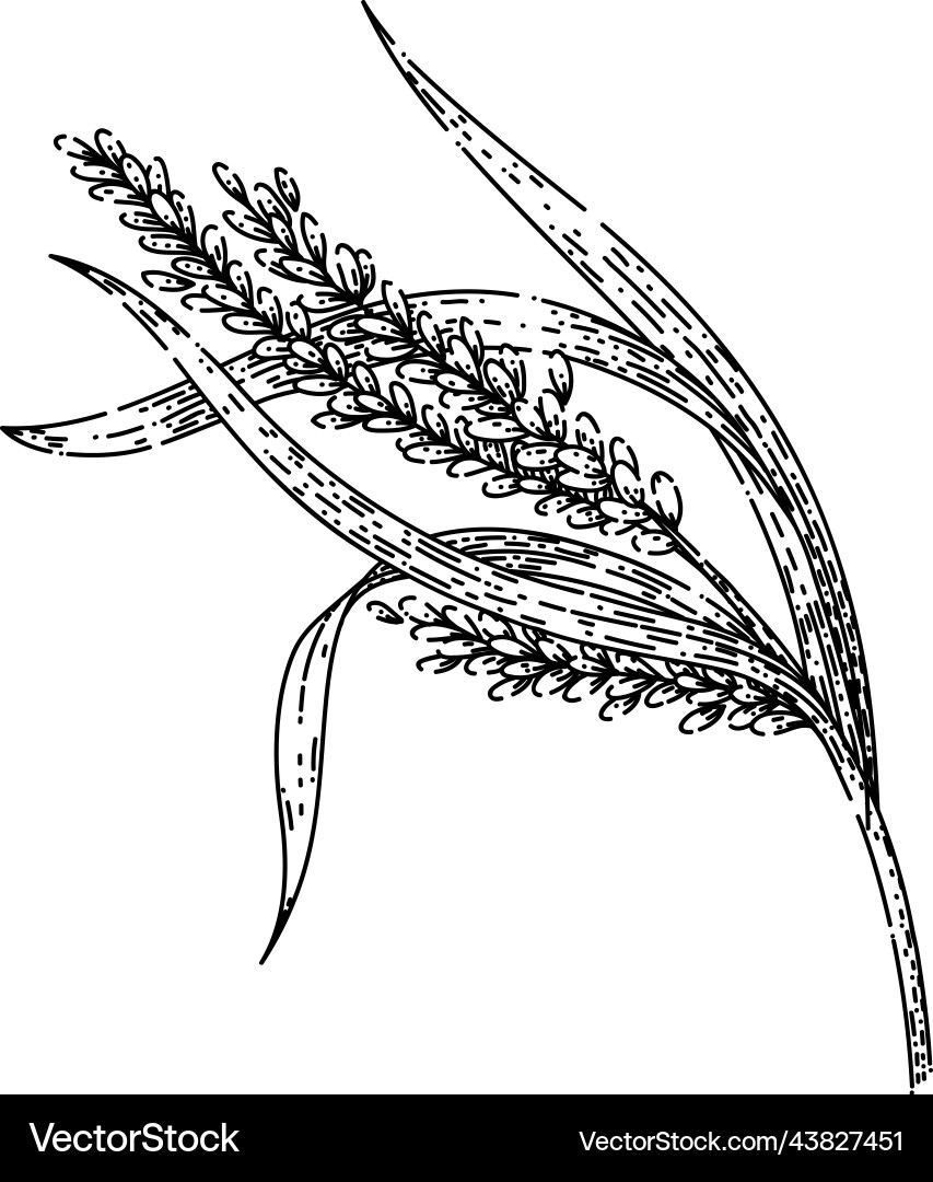 Rice plant sketch hand drawn Royalty Free Vector Image
