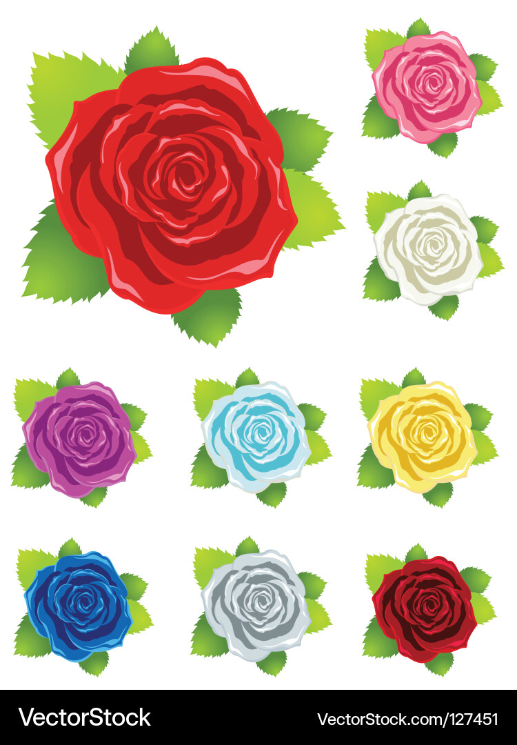 Roses set Royalty Free Vector Image - VectorStock