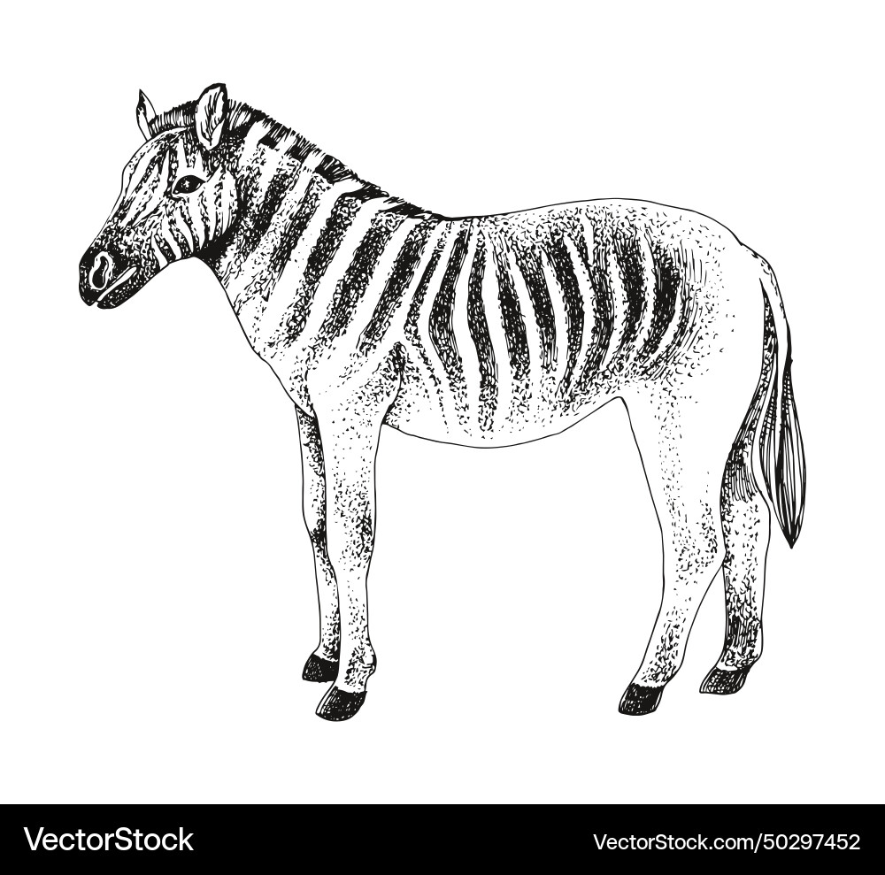 Quagga extinct animal sketch Royalty Free Vector Image