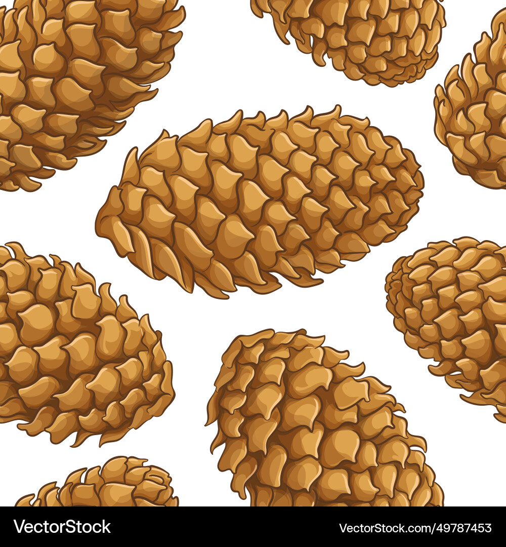 Fir tree cones pattern on white background Vector Image