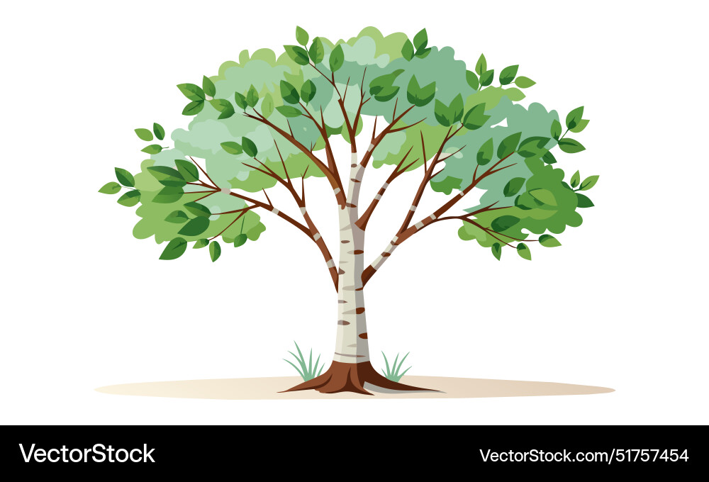 Isolated Birch Tree on White Background Royalty Free Vector