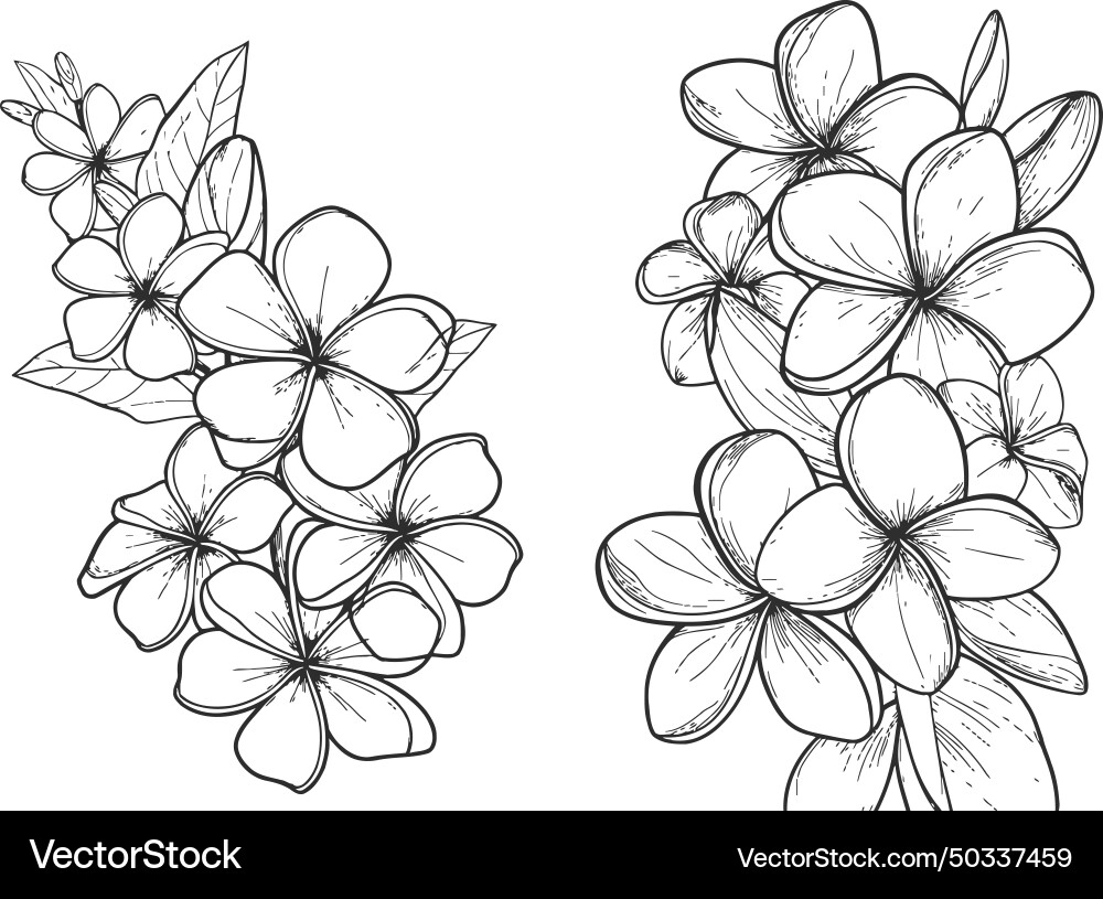 Continuous Line Art Plumeria Flowers Royalty Free Vector