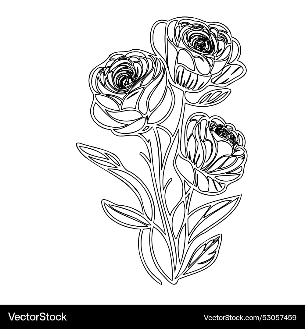 Ranunculus flower plant sketch outline Royalty Free Vector