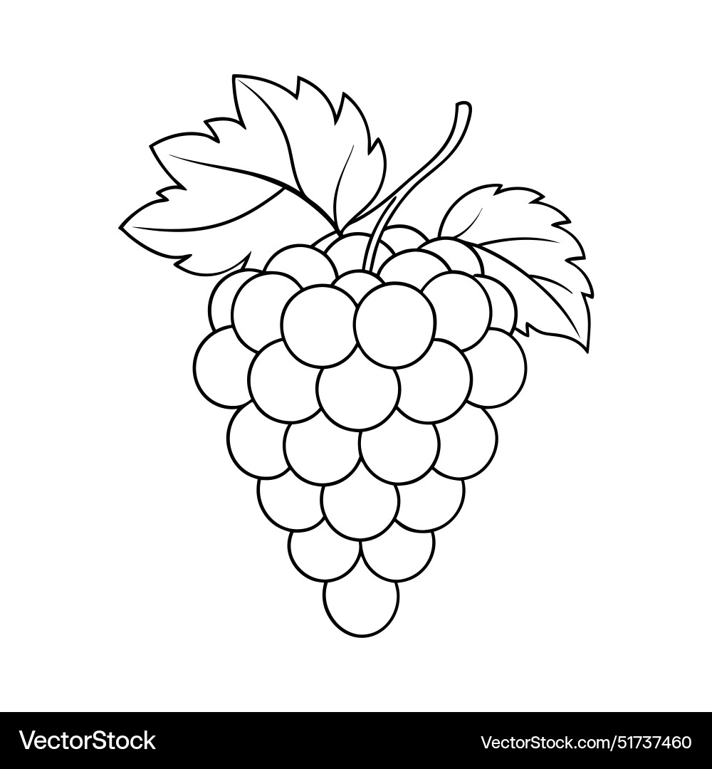 Grape line art Royalty Free Vector Image - VectorStock