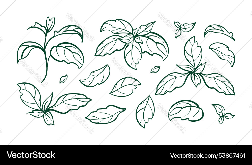 Basil leaves featuring a detailed Royalty Free Vector Image