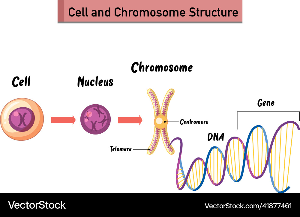 Cell and chromosome structure infographic Vector Image