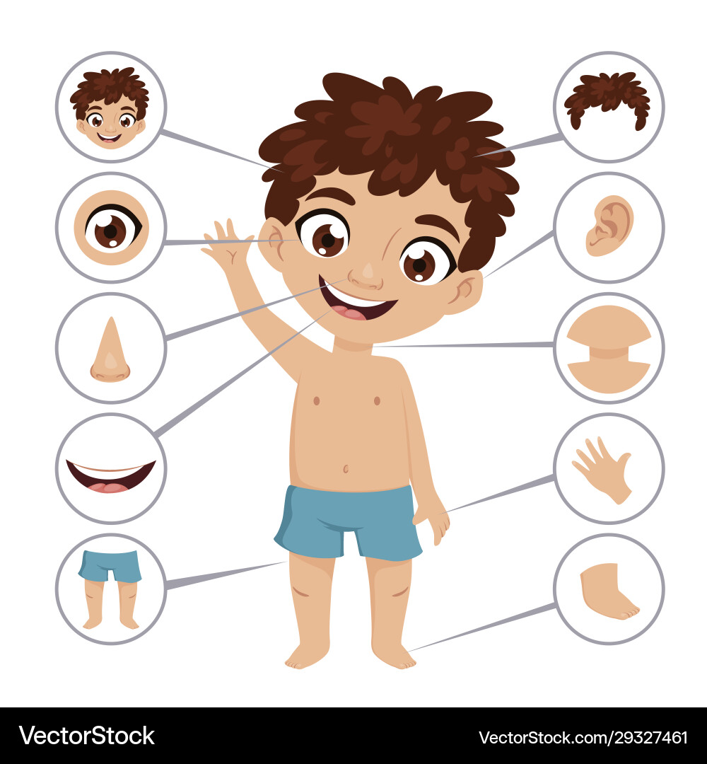 Cute Child Anatomy Poster Royalty Free Vector Image
