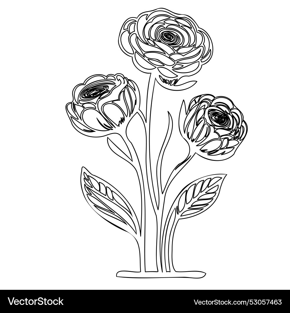 Ranunculus flower plant sketch outline Royalty Free Vector