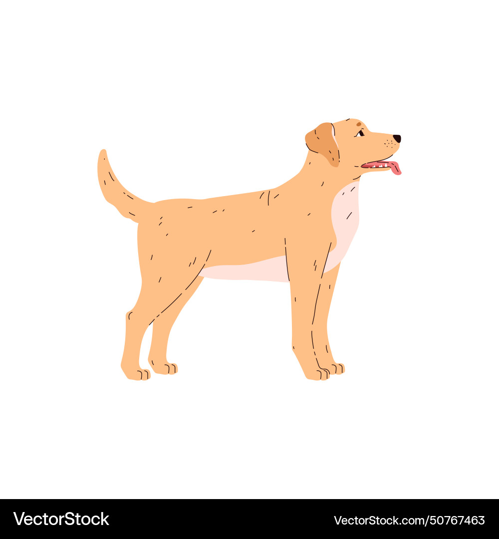 Standing golden labrador dog side view flat style Vector Image