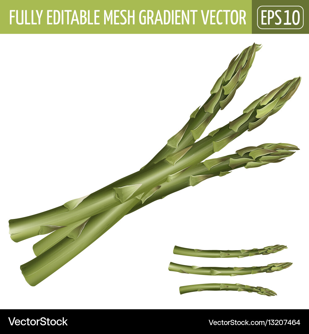 Asparagus on white background Royalty Free Vector Image