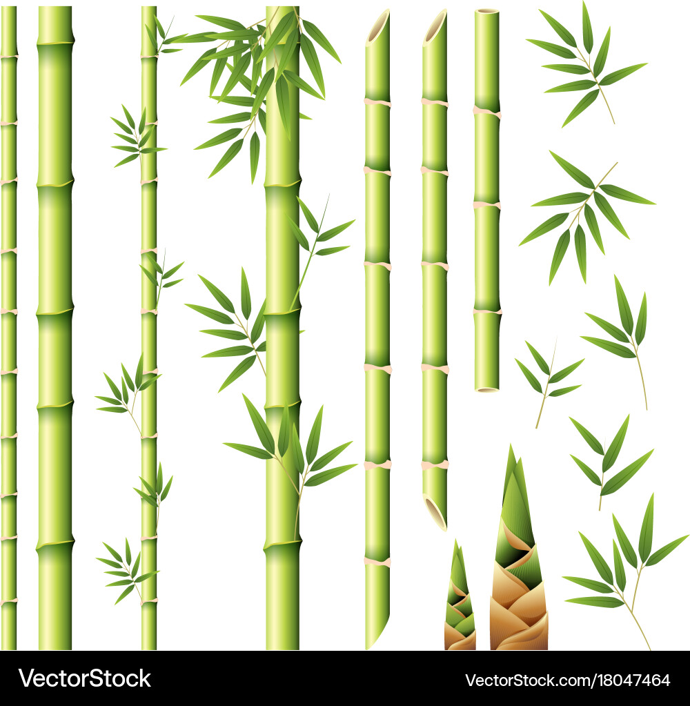 Bamboo stems and leaves Royalty Free Vector Image