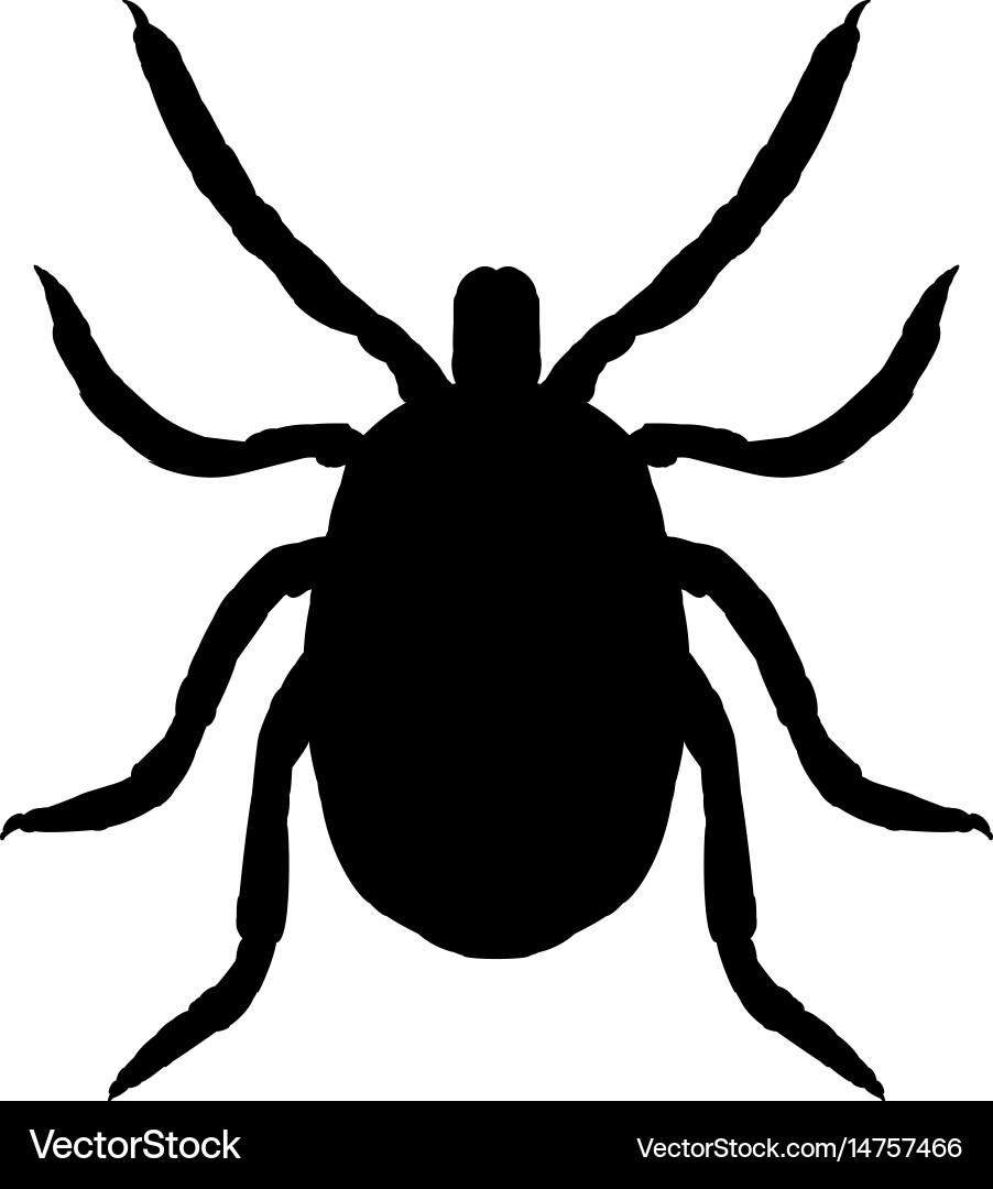 Silhouette of mite top view Royalty Free Vector Image